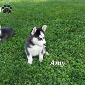 Siberian Husky Puppies For Sale - Greenfield Puppies